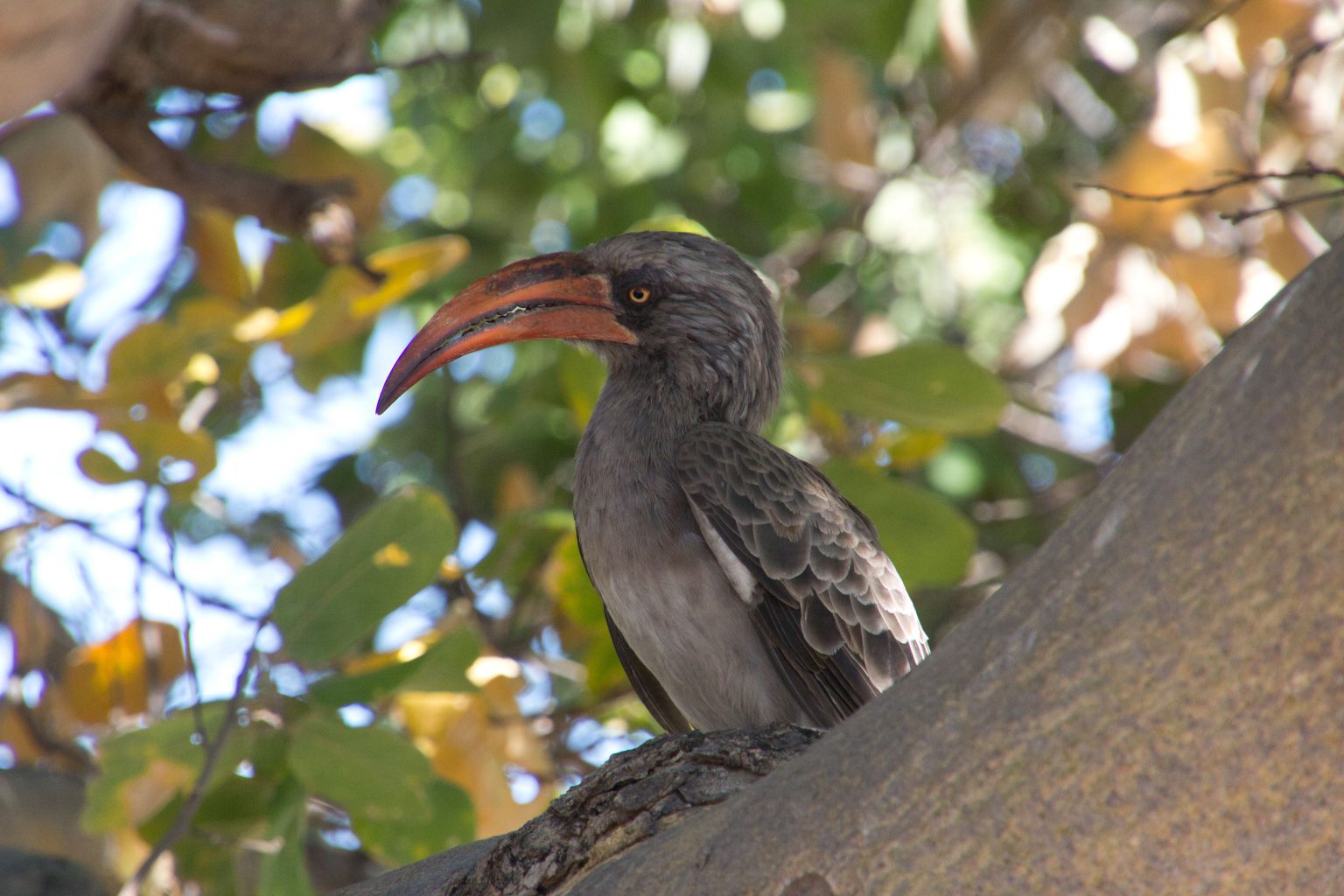 Botswana – eckbuero.de